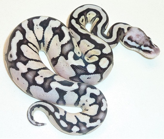Super Pastel Sk Axanthic Ball Python by BSR Auctions