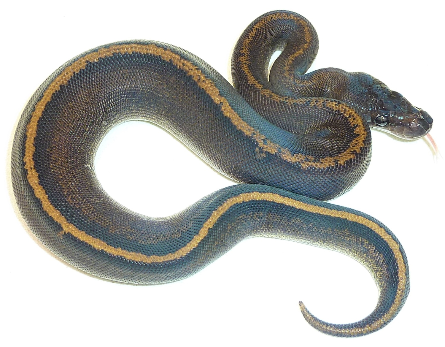 Suma “super Mahogany Ball Python by BSR Auctions - MorphMarket