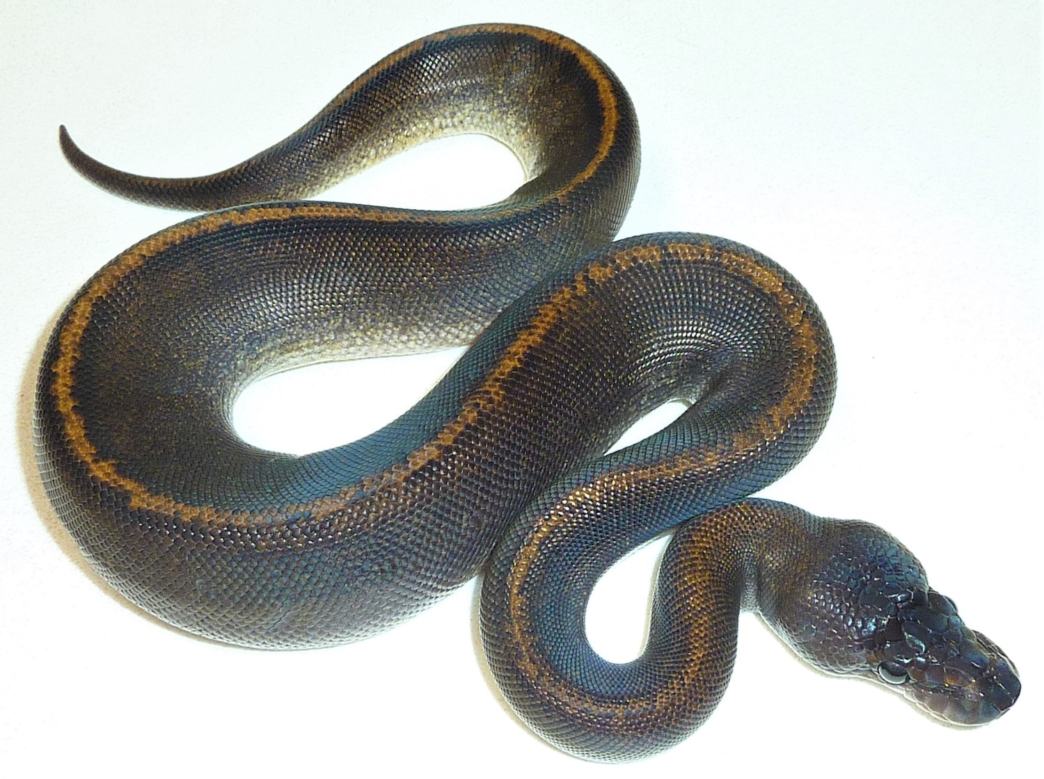 Suma “super Mahogany Ball Python by BSR Auctions - MorphMarket