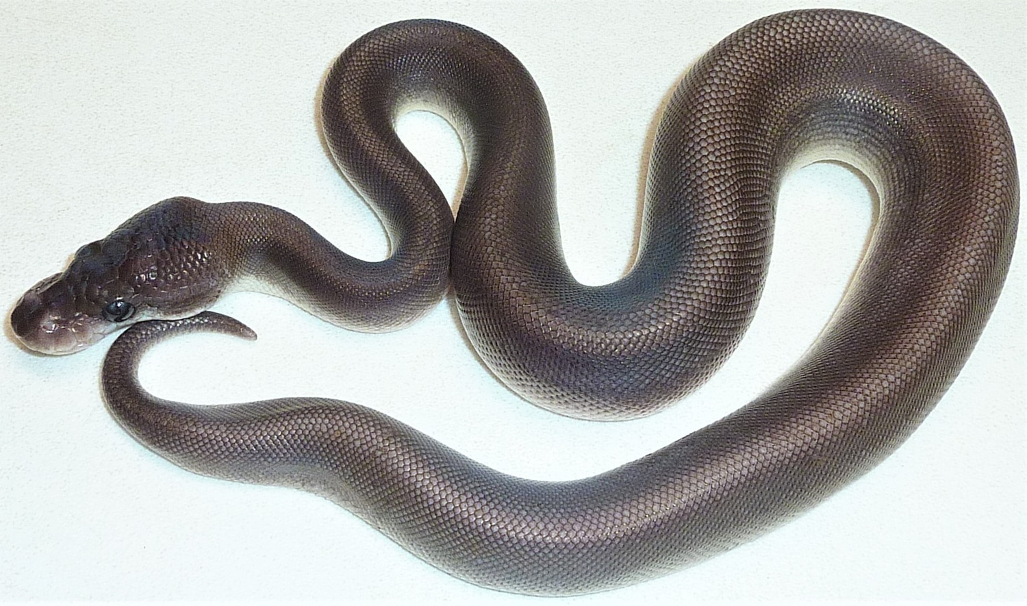 8 ” Ball Python by BSR Auctions - MorphMarket