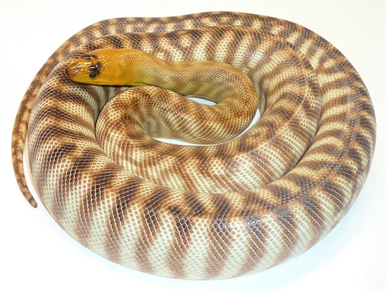 Woma Python Female by BSR Auctions