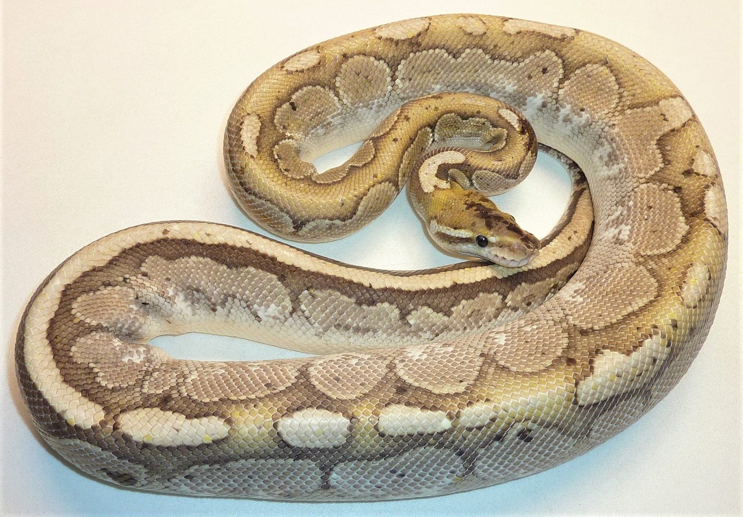 1150 Gram Cinnamon Bamboo Ball Python by BSR Auctions - MorphMarket