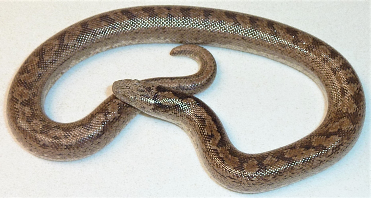 C.B. Russian Sand Boa by BSR Auctions - MorphMarket