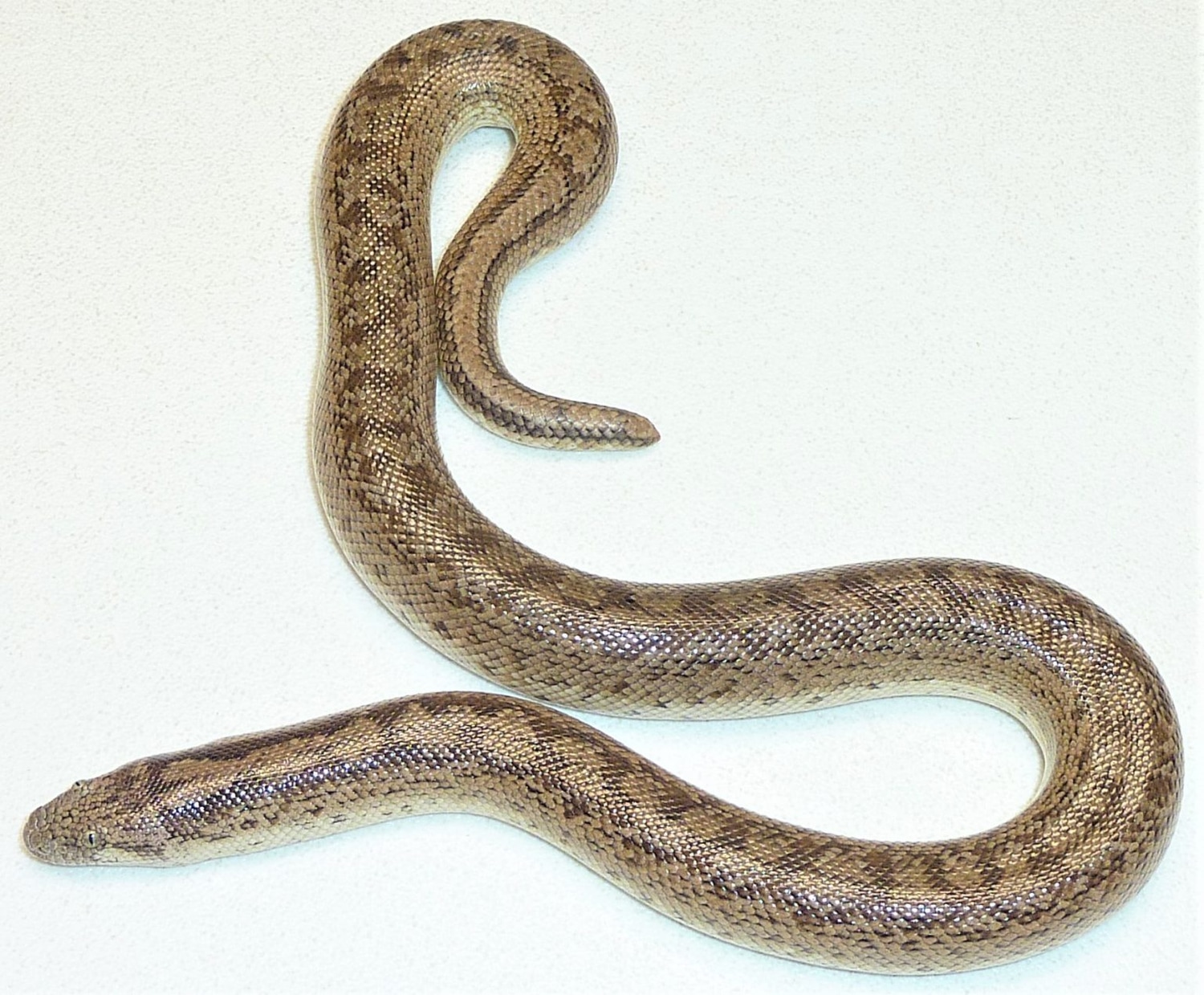 C.B. Russian Sand Boa by BSR Auctions - MorphMarket