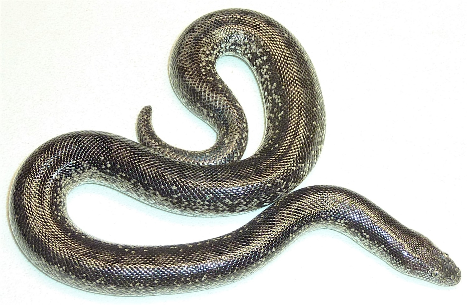 BLACK Russian Sand Boa by BSR Auctions - MorphMarket