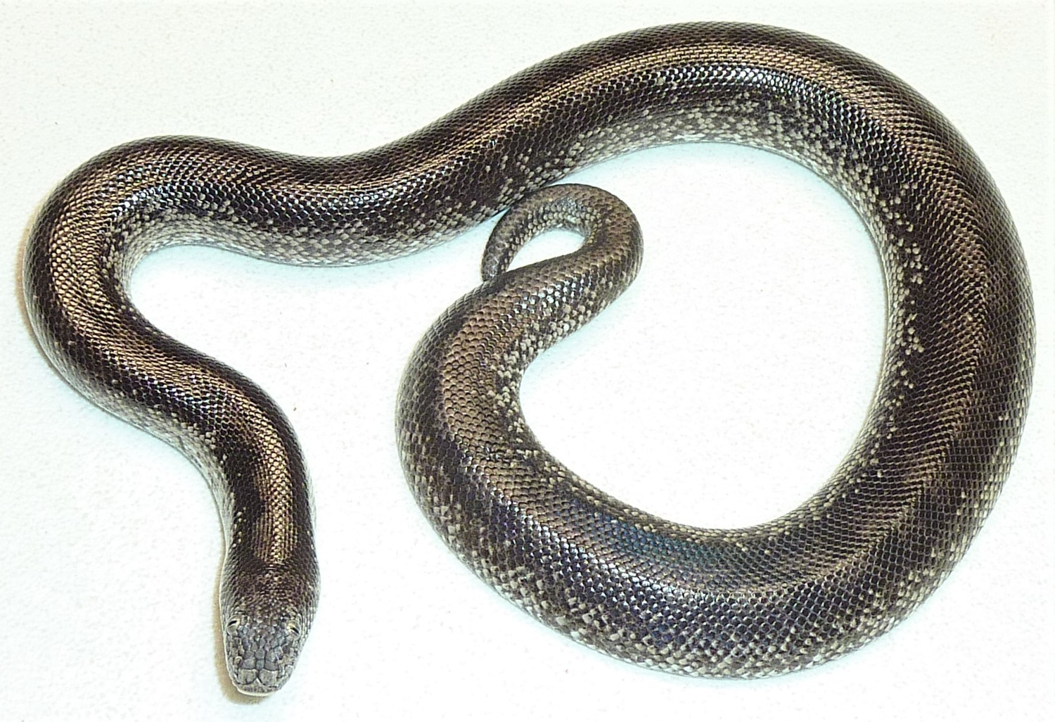 BLACK Russian Sand Boa by BSR Auctions - MorphMarket