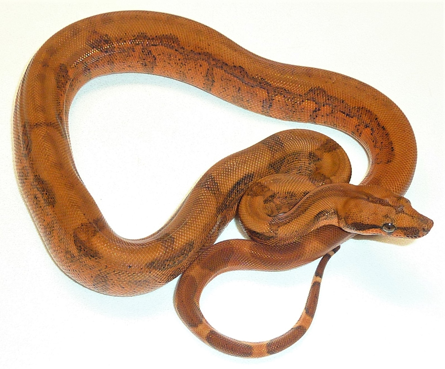 Hypo Blood Boa Boa Constrictor by BSR Auctions - MorphMarket