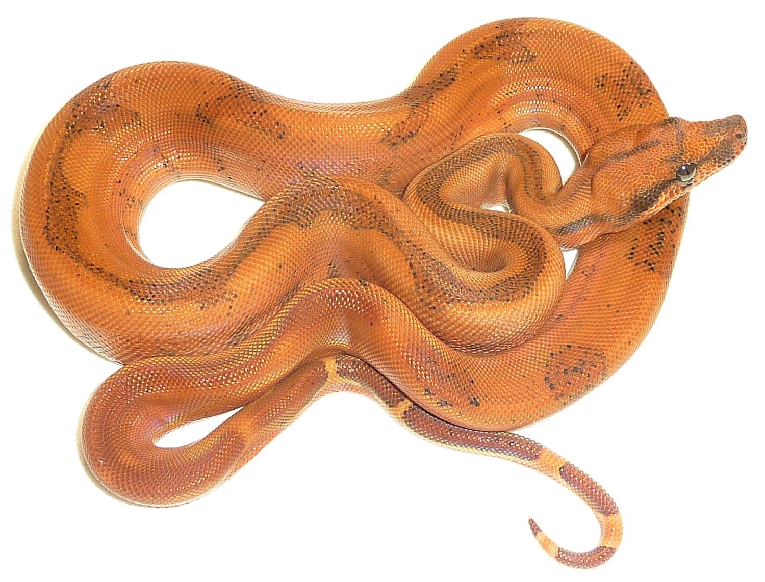 Hypo Blood Boa Boa Constrictor by BSR Auctions - MorphMarket