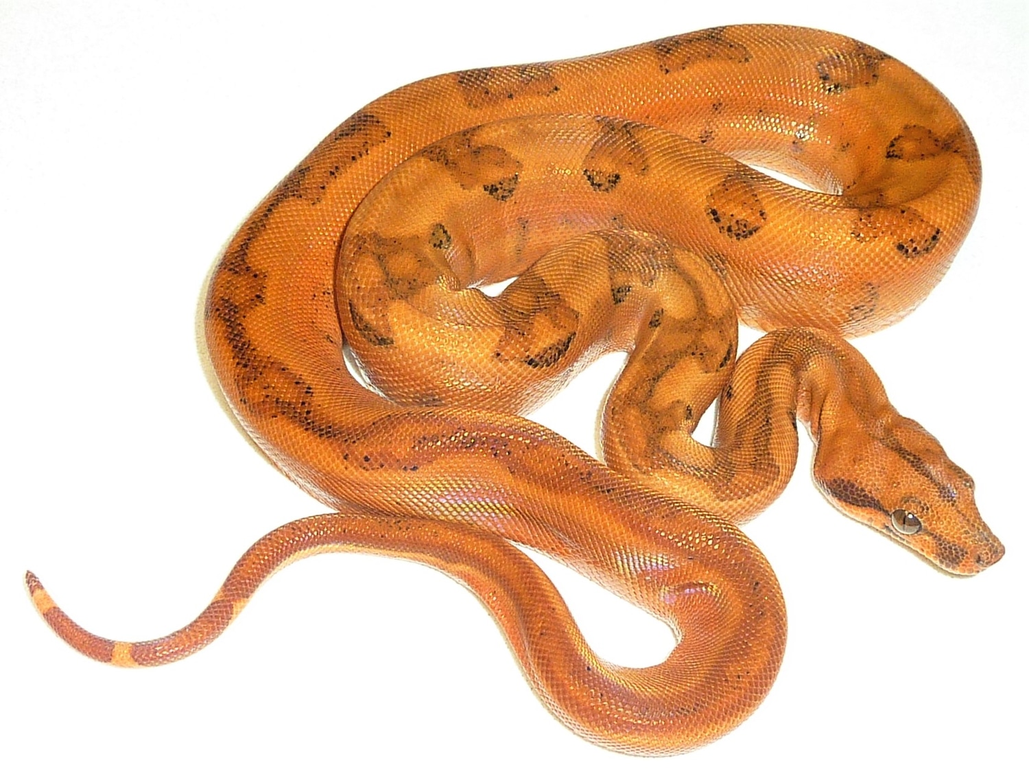 Hypo Blood Boa Boa Constrictor by BSR Auctions - MorphMarket