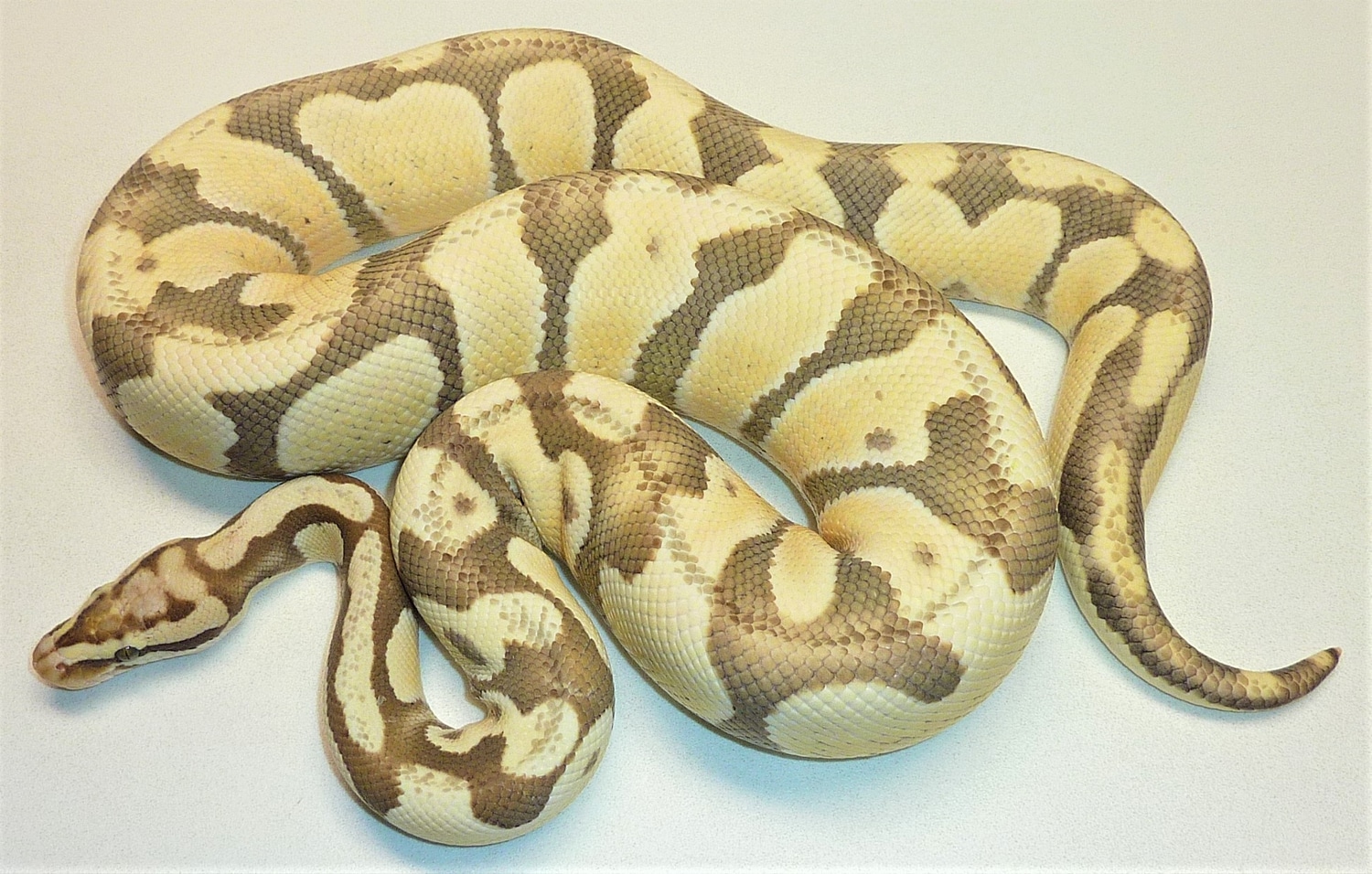 Pastel Enchi Desert Ghost Ball Python by BSR Auctions - MorphMarket