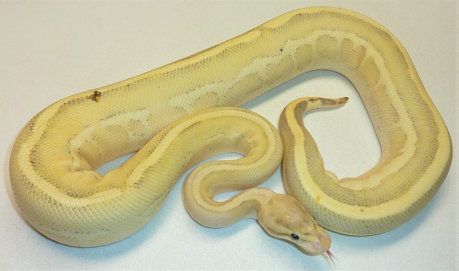 Enchi Leopard Puma Possible Het Pied Ball Python by BSR Auctions ...