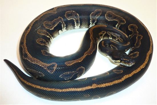 Black Head Leopard Possible Double Het Ghost Pied Ball Python by BSR ...
