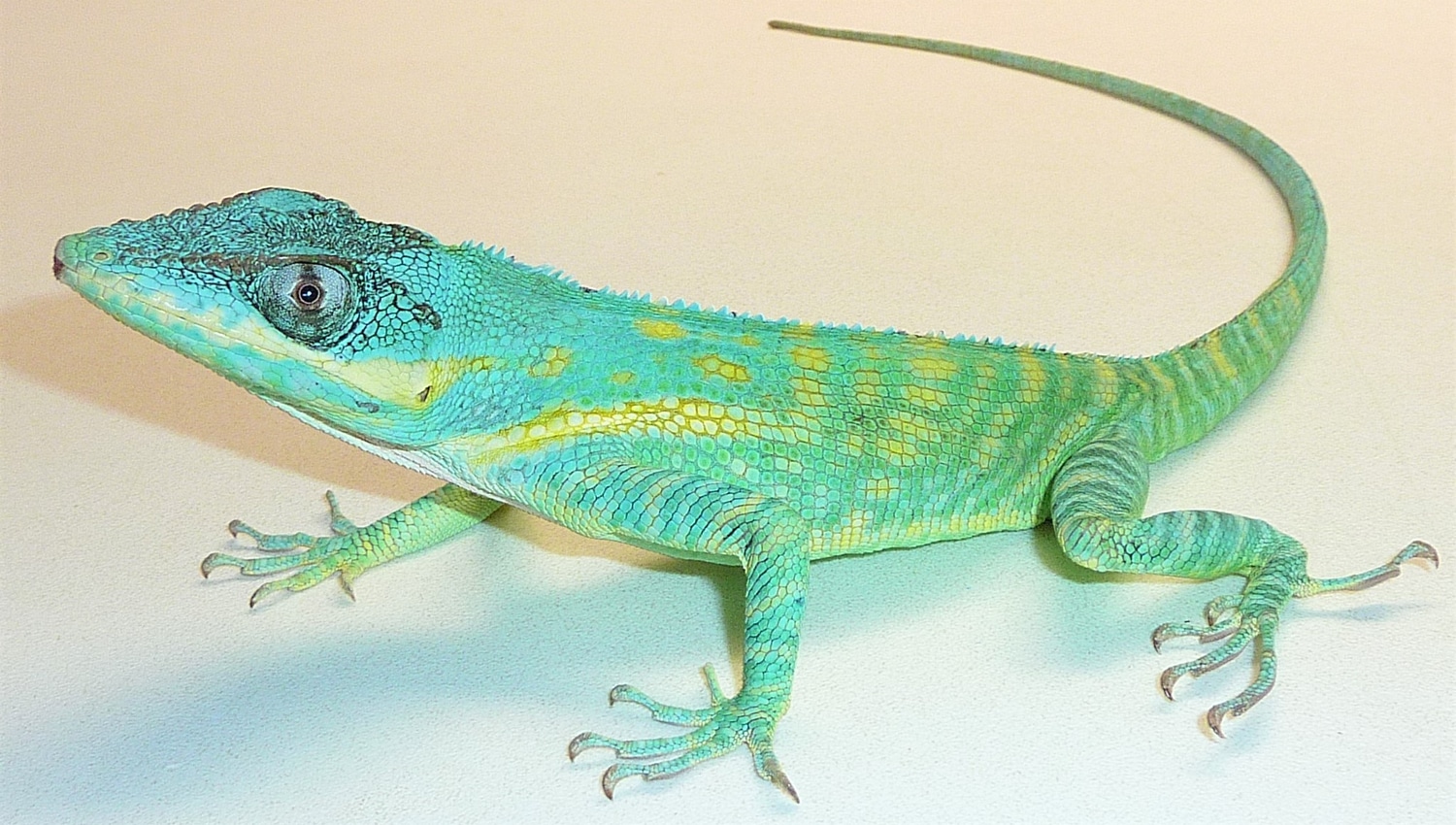 Giant Blue Beauty Anole by BSR Auctions - MorphMarket