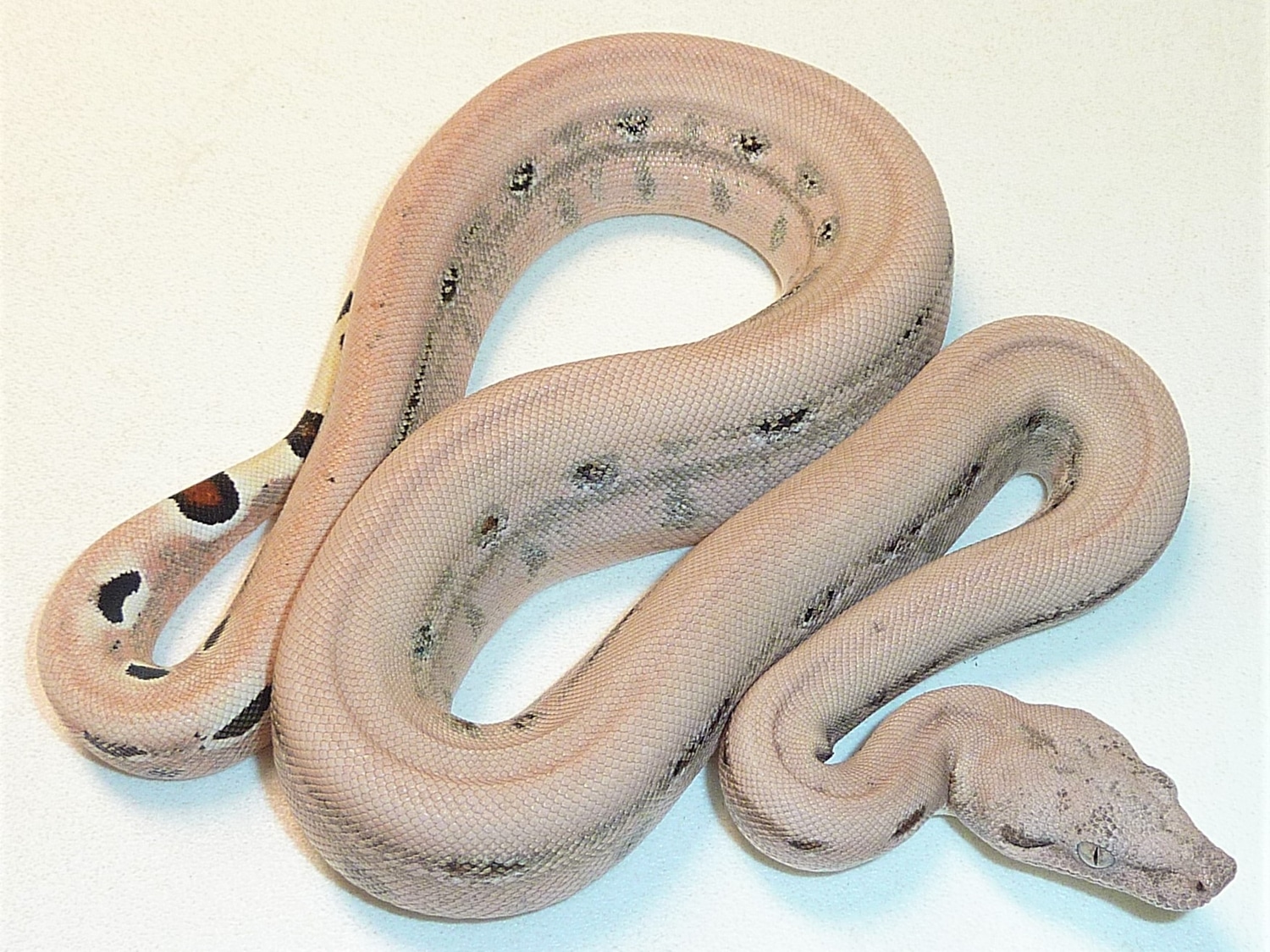 Scoria Boa Boa Constrictor by BSR Auctions - MorphMarket