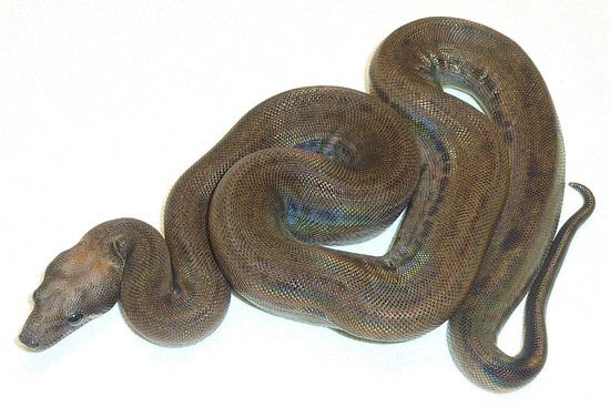 Eclipse Leopard Boa Boa Constrictor by BSR Auctions