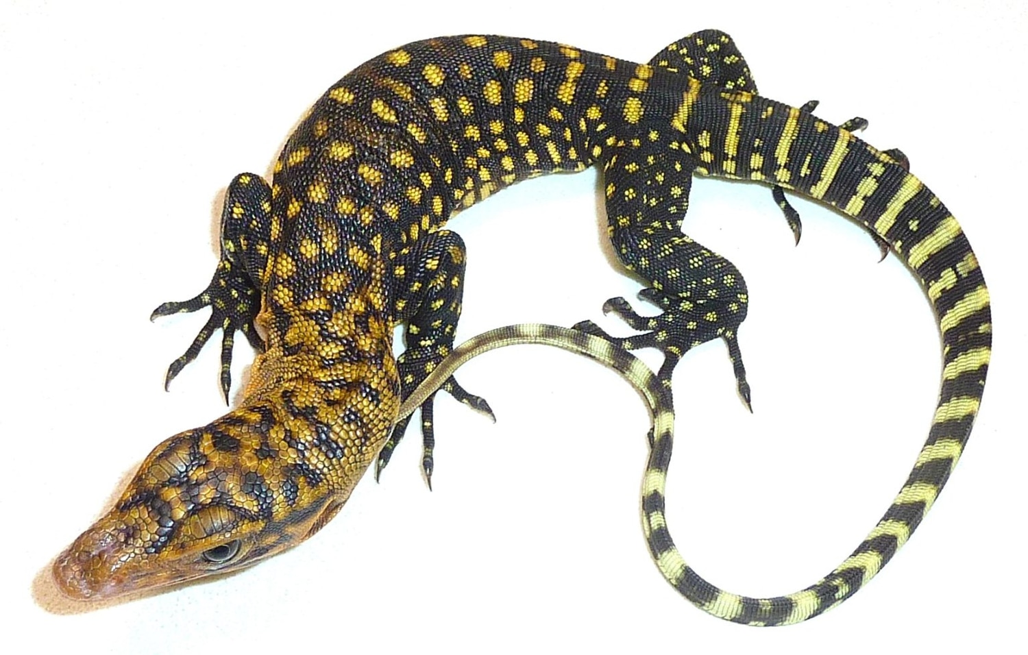 Quince Monitor Other Monitor by BSR Auctions - MorphMarket