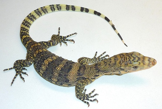 Sulphur Water Monitor by BSR Auctions