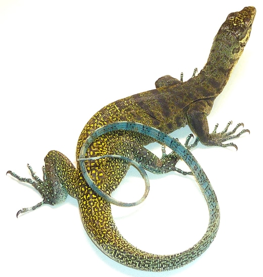 Yearling Tri-Color Monitor Other Monitor by BSR Auctions