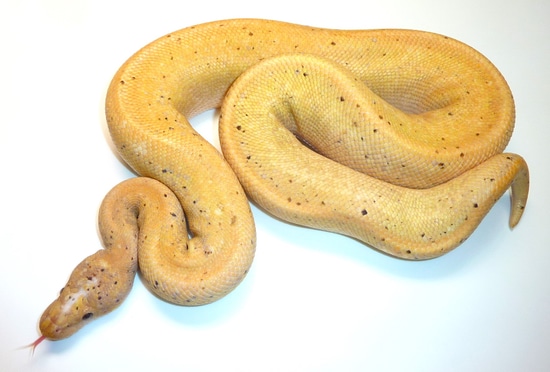 Banana Suma Calico Ball Python by BSR Auctions