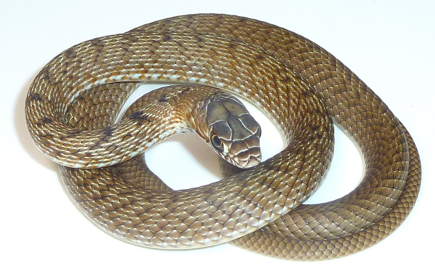 C.B. COACHWHIP SNAKE