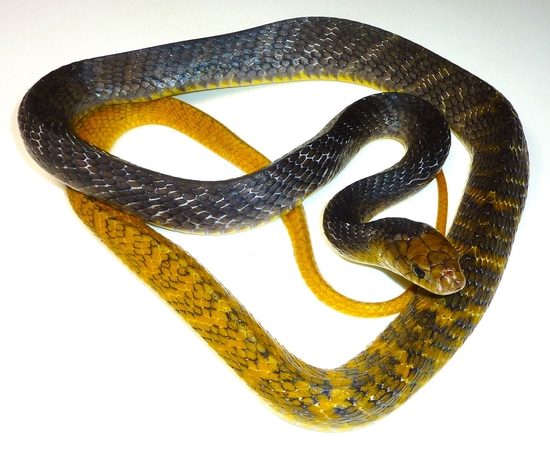 6 Foot Yellowtail Cribo Cribo & Indigo Snakes by BSR Auctions