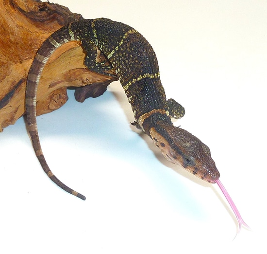 Tame Baby Roughneck Monitor Dumeril's Monitor by BSR Auctions