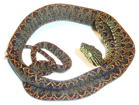 Halloween Amazon Tree Boa by BSR Auctions