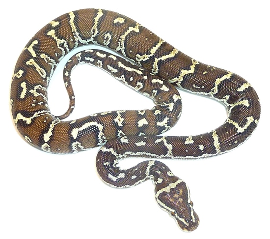 Angolan Python by BSR Auctions