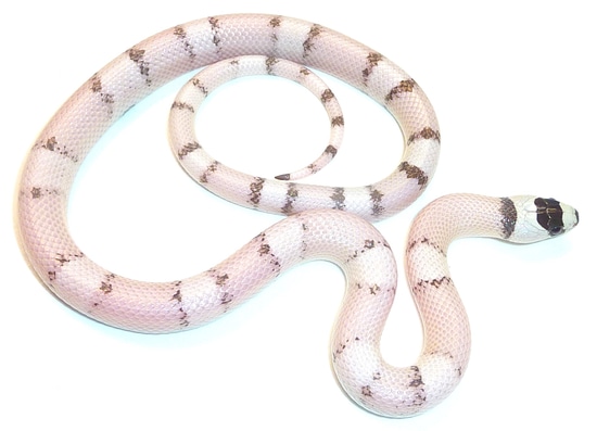 Mike Falcon Vanishing Pattern Ghost Honduran Milksnake Honduran Milk ...