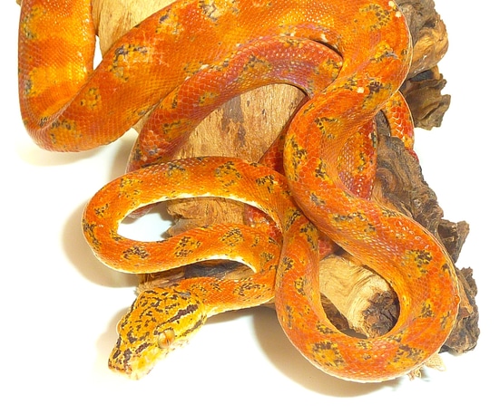 Possible Calico Adult Male Red Atb Amazon Tree Boa by BSR Auctions