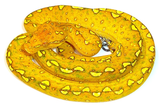 Red Biak Locality Green Tree Python by BSR Auctions