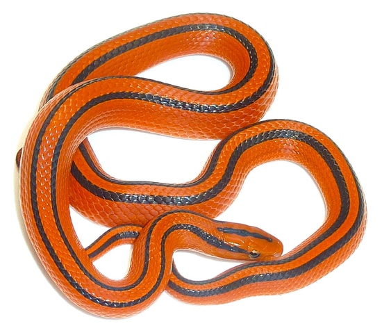 Coxi Bamboo Rat Snake by BSR Auctions