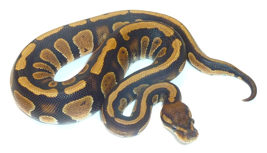 Stranger Het Orange Crush Ball Python by BSR Auctions