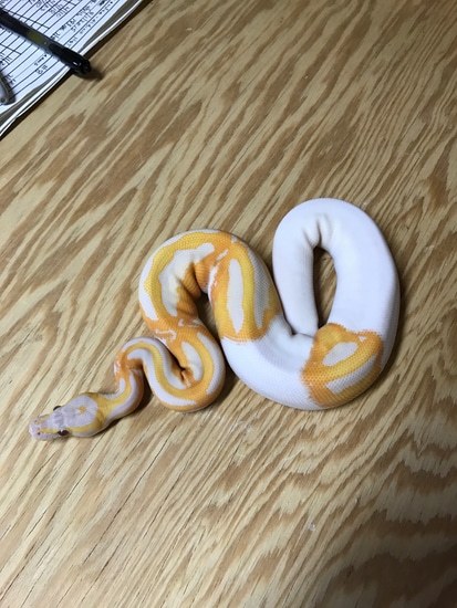 Dreamsicle Ball Python by Bill Ensign