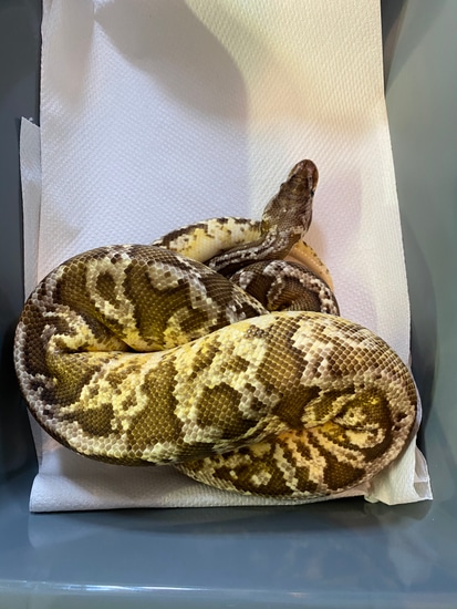 Fire Inferno Ball Python by Northside Balls