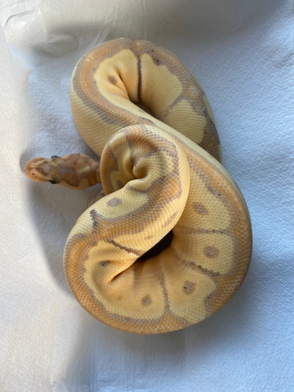 Banana Clown Ball Python by Northside Balls