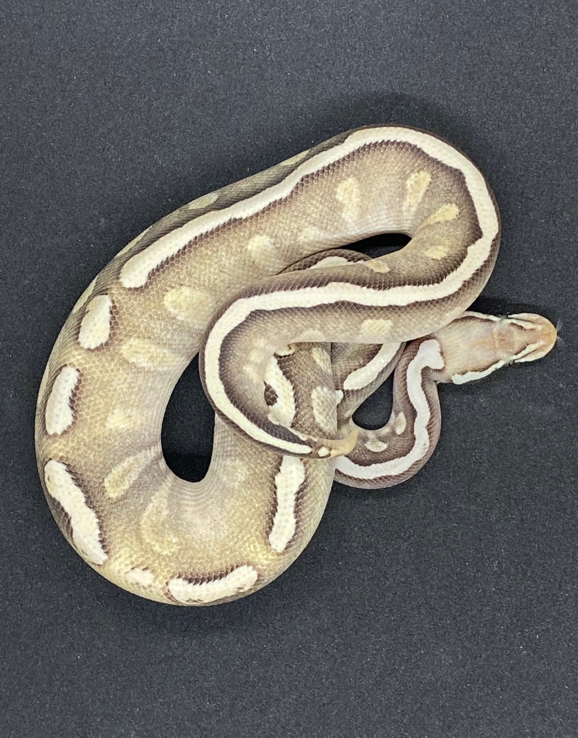 Ghi Black Pastel Mojave Ball Python by Northside Balls - MorphMarket