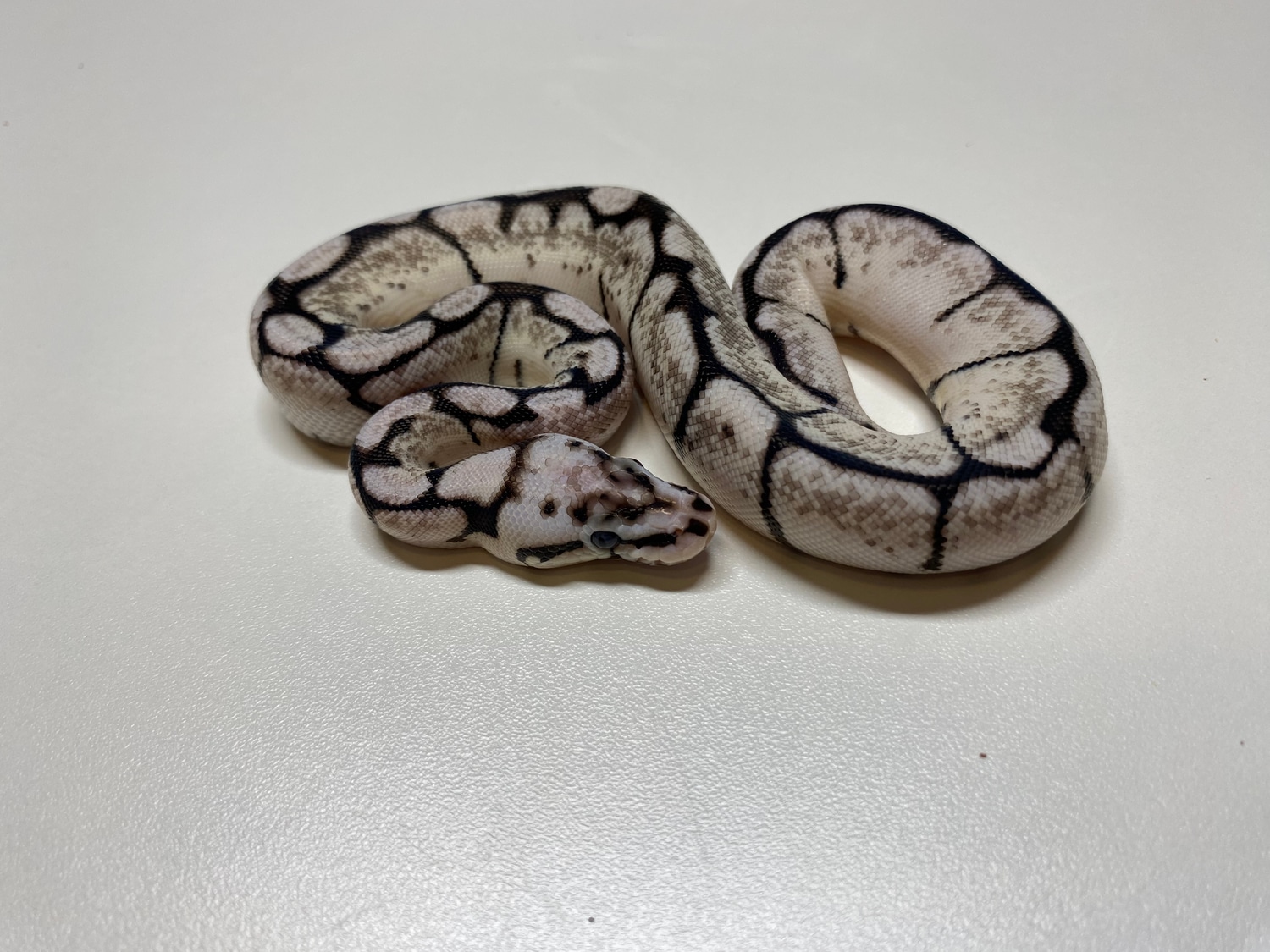 23 Bumblebee Axanthic Vpi Ball Python by Bentleys Ballys - MorphMarket