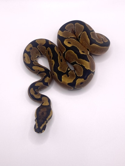 23 Jungle Woma 66%het Axanthic Vpi Ball Python by Bentleys Ballys