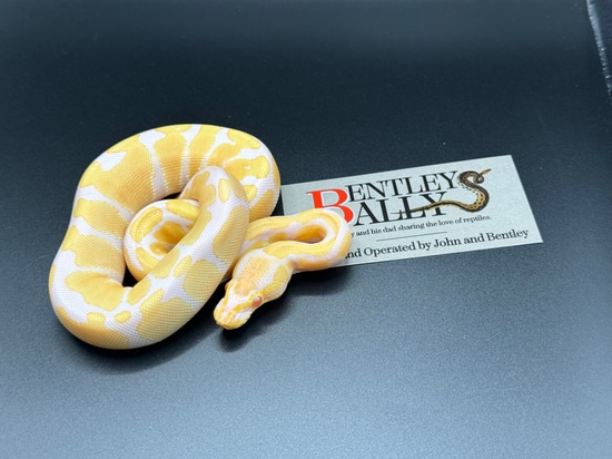 Candino Ball Python by Bentleys Ballys