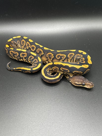 C13 Black Pastel Yellow Belly X-treme Ball Python by Bentleys Ballys