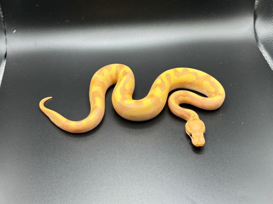23 Coral Glow Fire Enchi X-treme Yellow Belly Ball Python by Bentleys ...