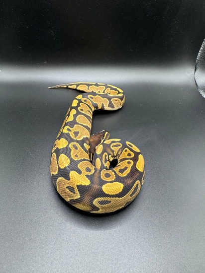 X-treme Gene Yellow Belly Ball Python by Bentleys Ballys