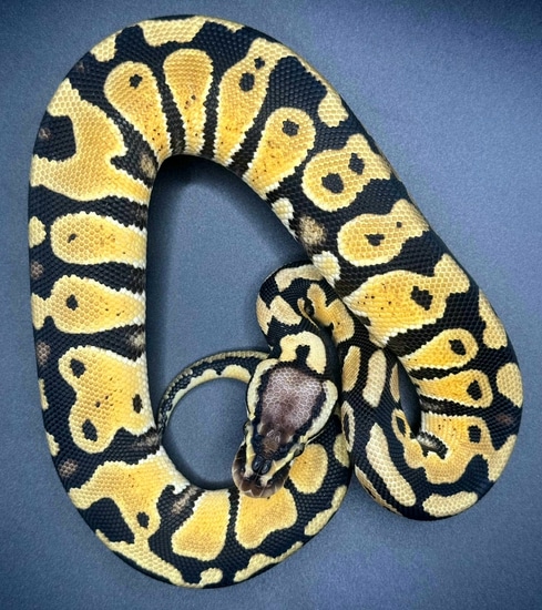 Pastel Enchi Het Clown Pos Motley Or Yellowbelly Ball Python by ...