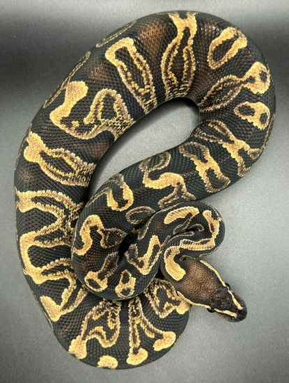 GHI DH Hypo/Clown Ball Python by Bentleys Ballys