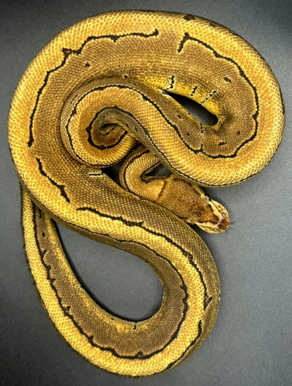 Fire X-Treme Pinstripe Ball Python by Bentleys Ballys