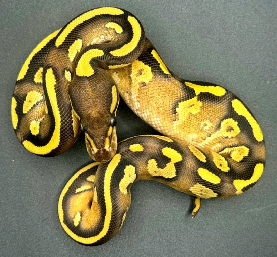 Mojave Fire Yellowbelly X-Treme Ball Python by Bentleys Ballys