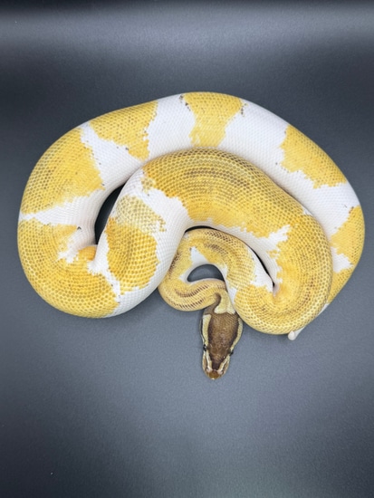 Mojave Pastel Yellow Belly Orange Dream Pied Ball Python by Bentleys Ballys