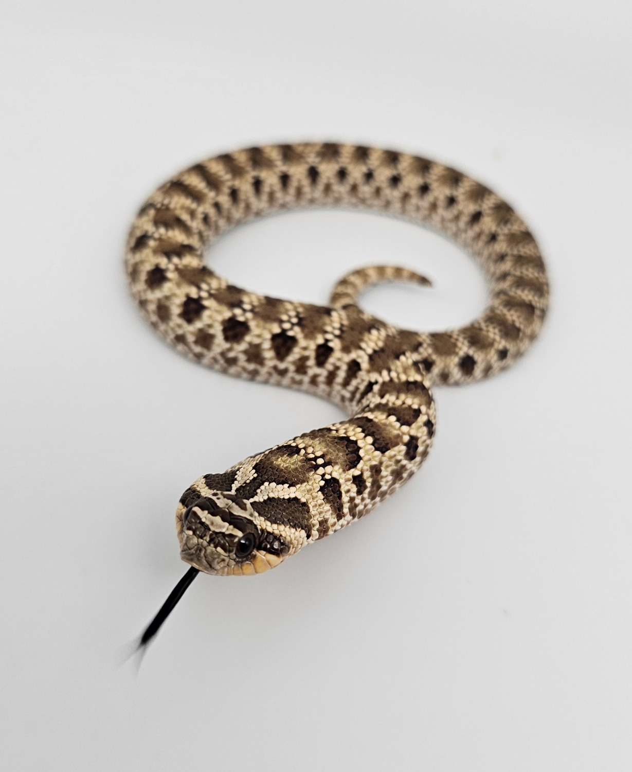 'Cochise County, AZ' Mexican Hognose by Crown and Scales - MorphMarket