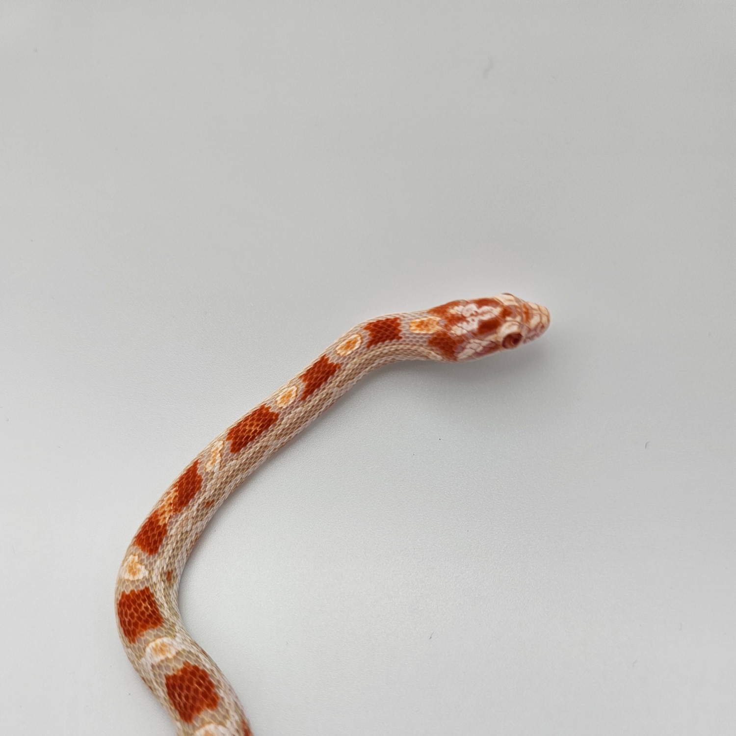 Halo High-White Reverse Okeetee Corn Snake by Crown and Scales ...